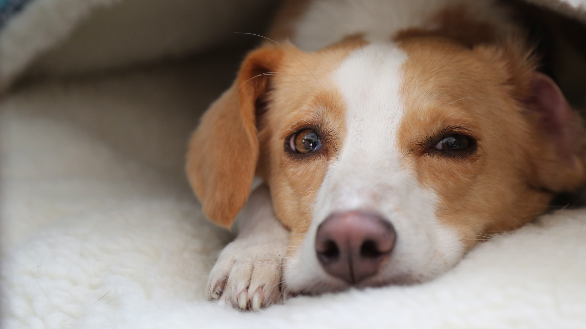 Can Dogs Talk? | NOVA | PBS