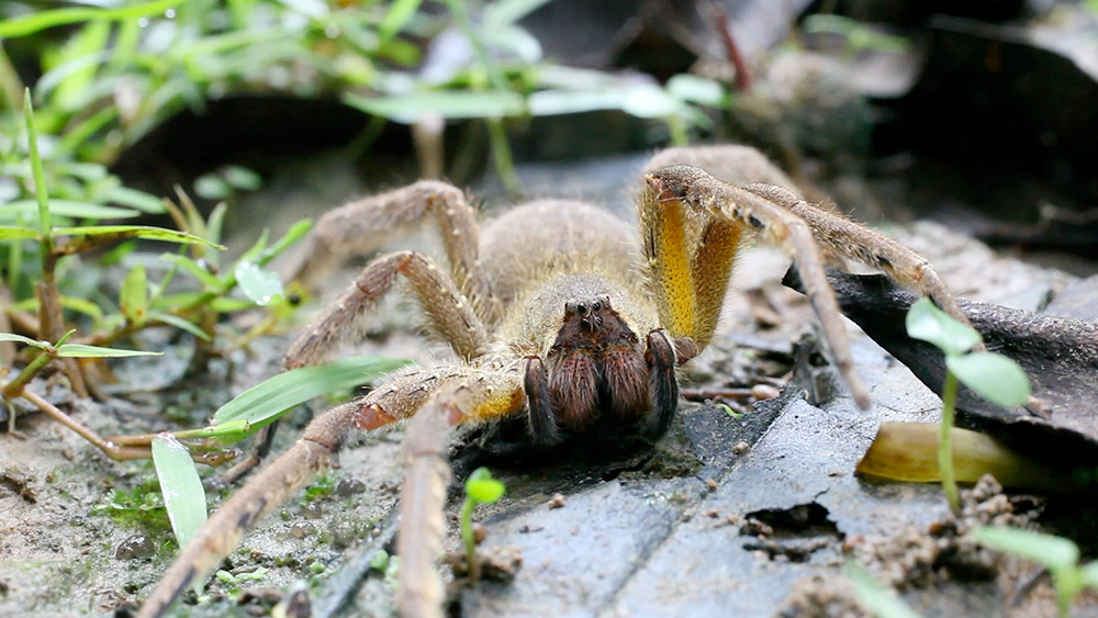 Can Spider Venom Cure Erectile Dysfunction? | NOVA | PBS