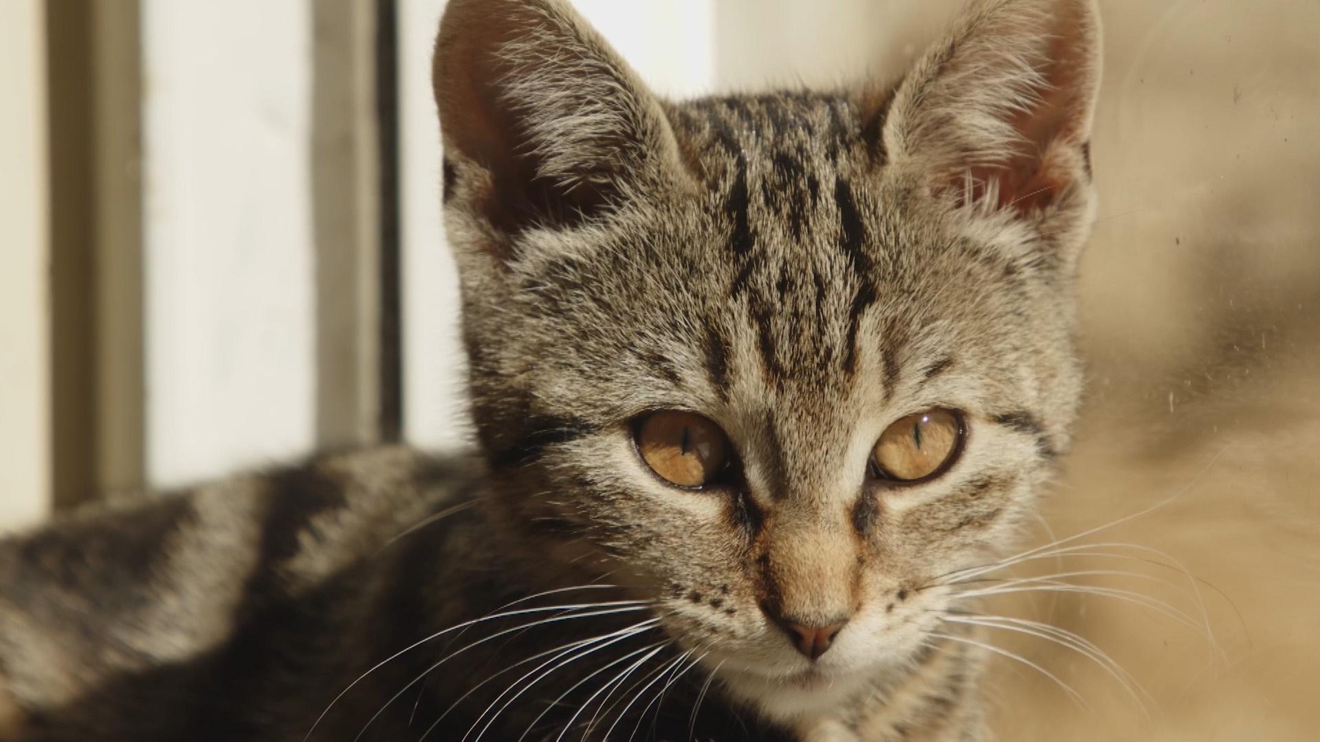 Cats Might Be One of the Most Invasive Species | NOVA | PBS
