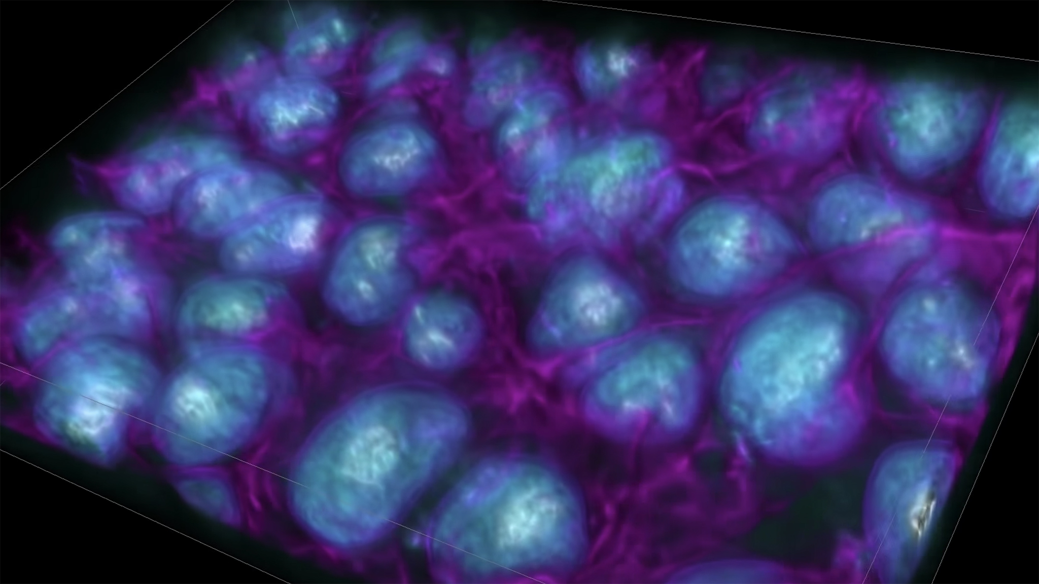 AI Lets Scientists See Through Cell Membranes NOVA PBS