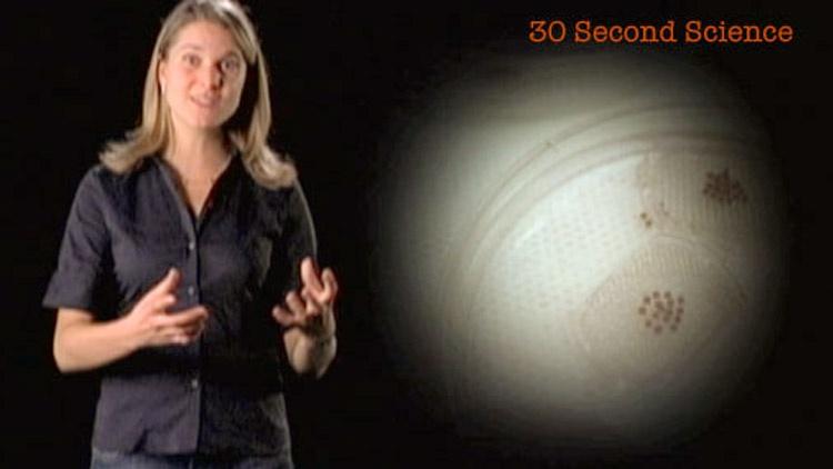Eva Vertes: 30 Second Science | NOVA | PBS