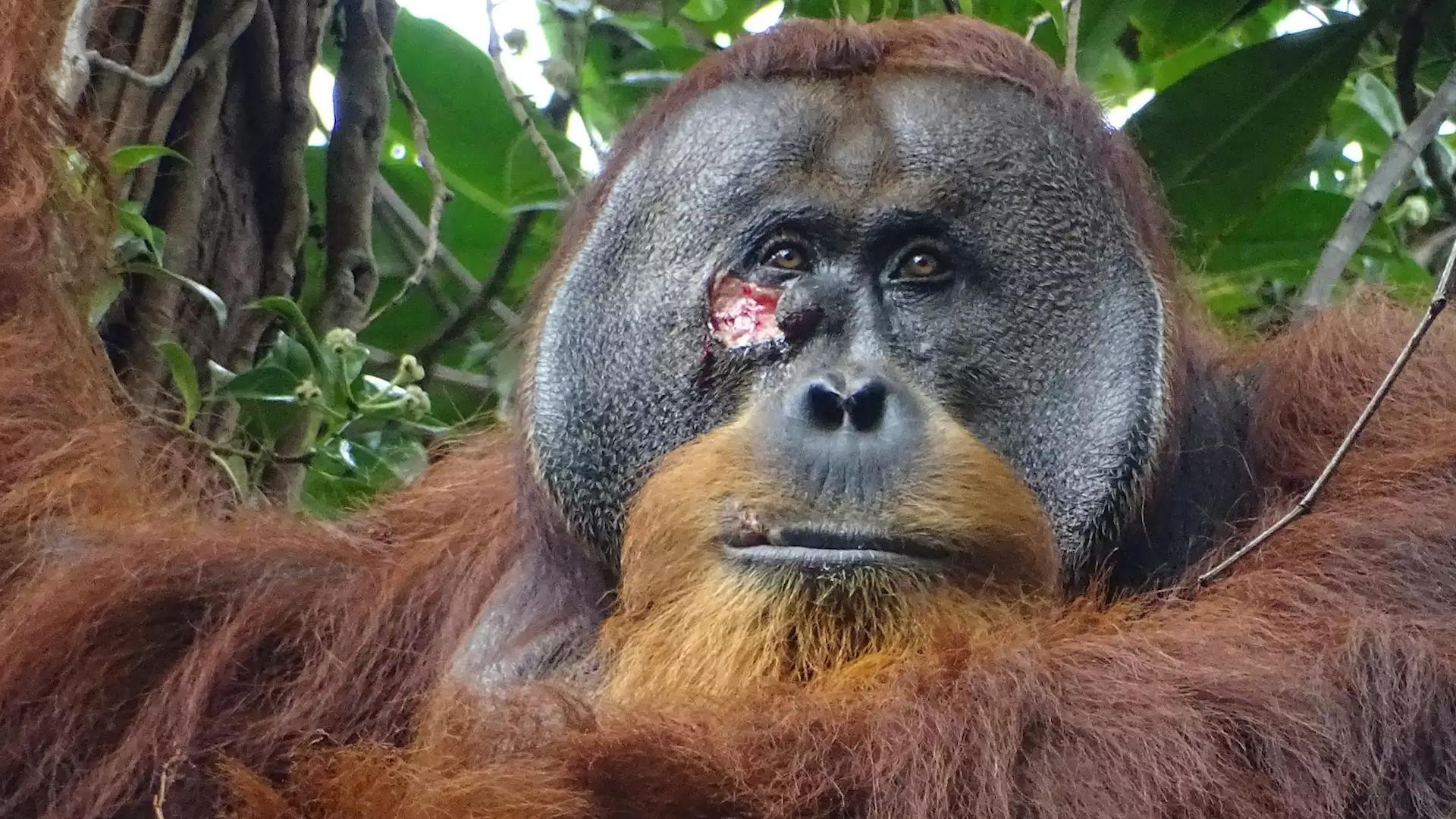 First ape ever seen using medicinal plant to treat wound | NOVA | PBS