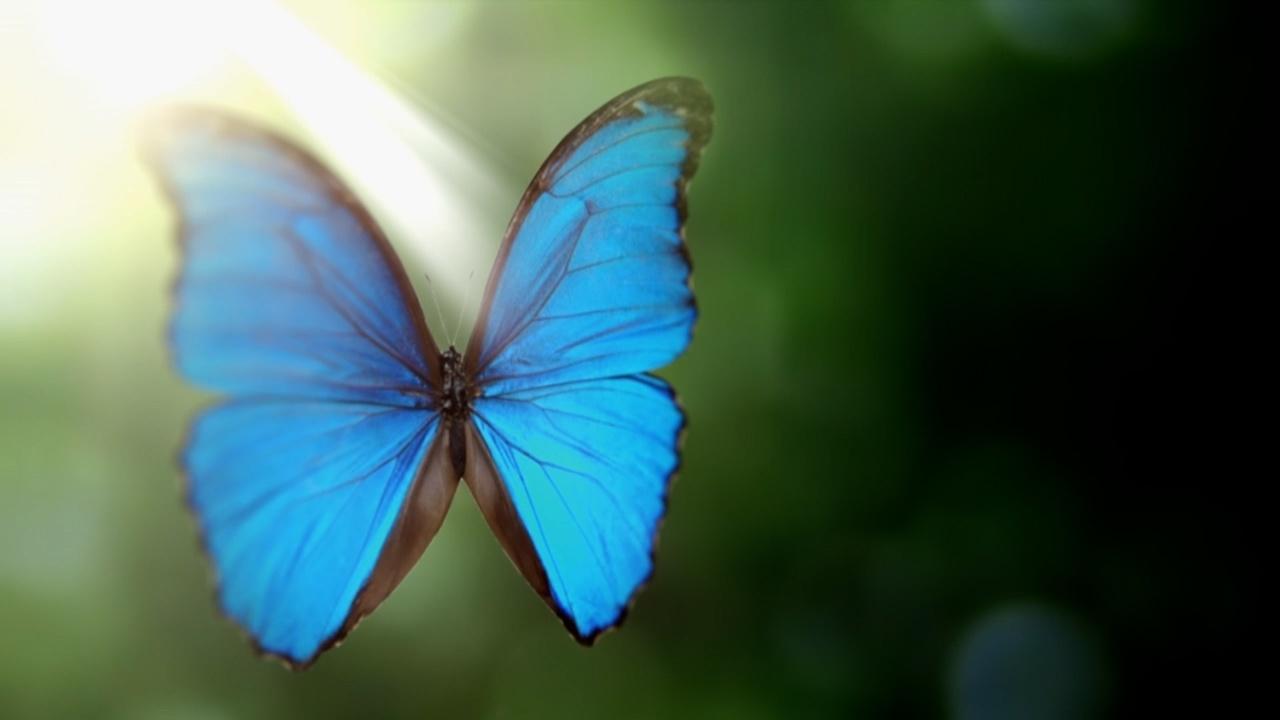 How the Morpho Butterfly Gets its Iridescent Color | NOVA | PBS
