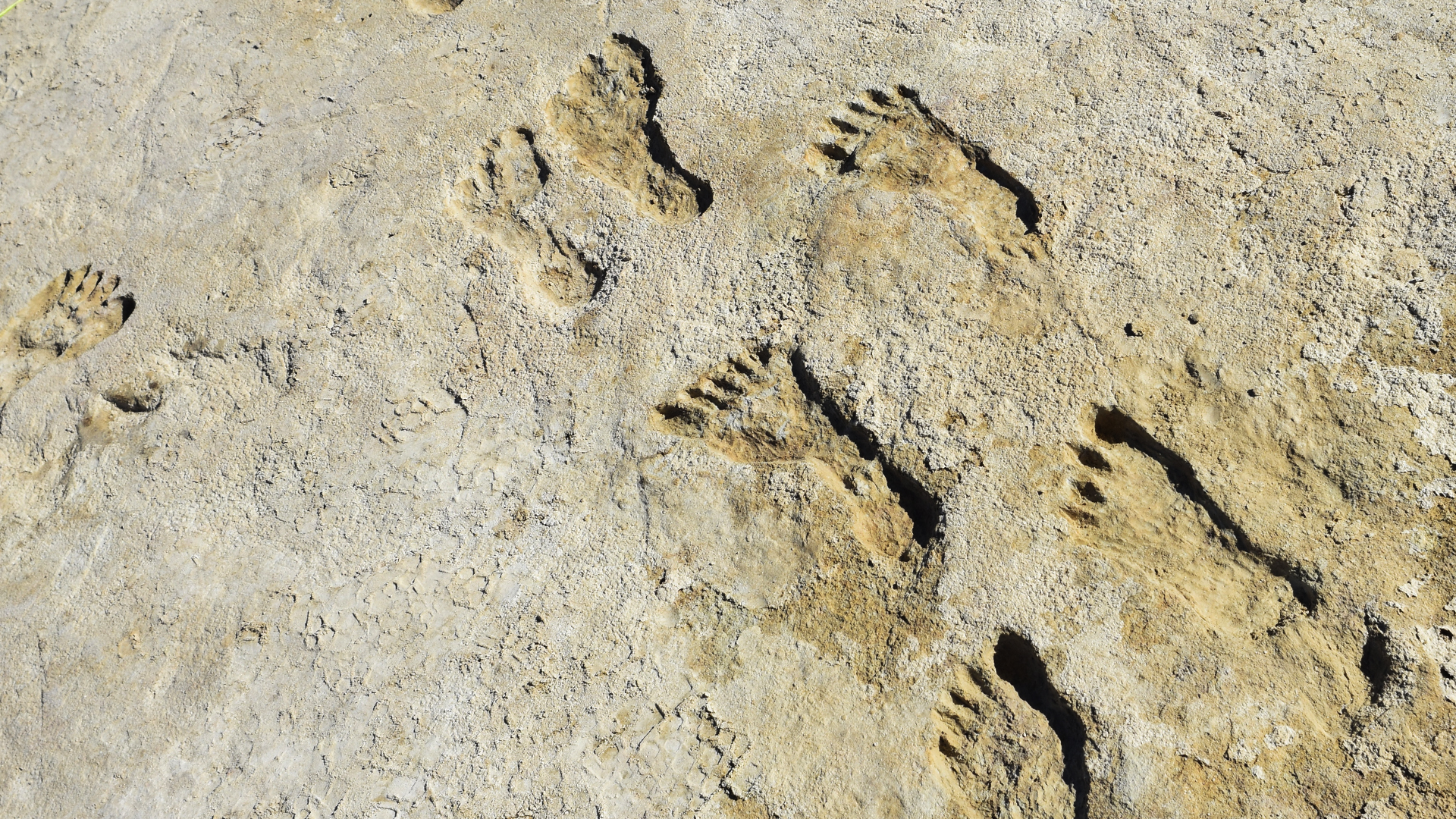Ice Age Footprints | NOVA | PBS