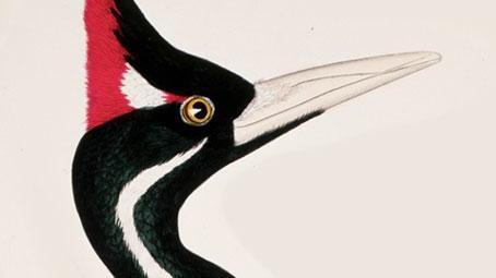 Ivory-Billed Woodpecker | NOVA | PBS
