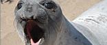 Ocean Animal Emergency | NOVA | PBS