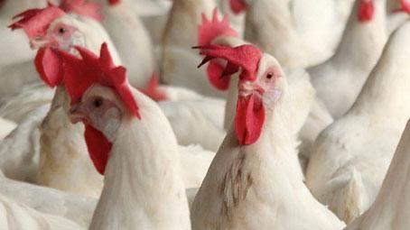 Pandemic Flu | NOVA | PBS