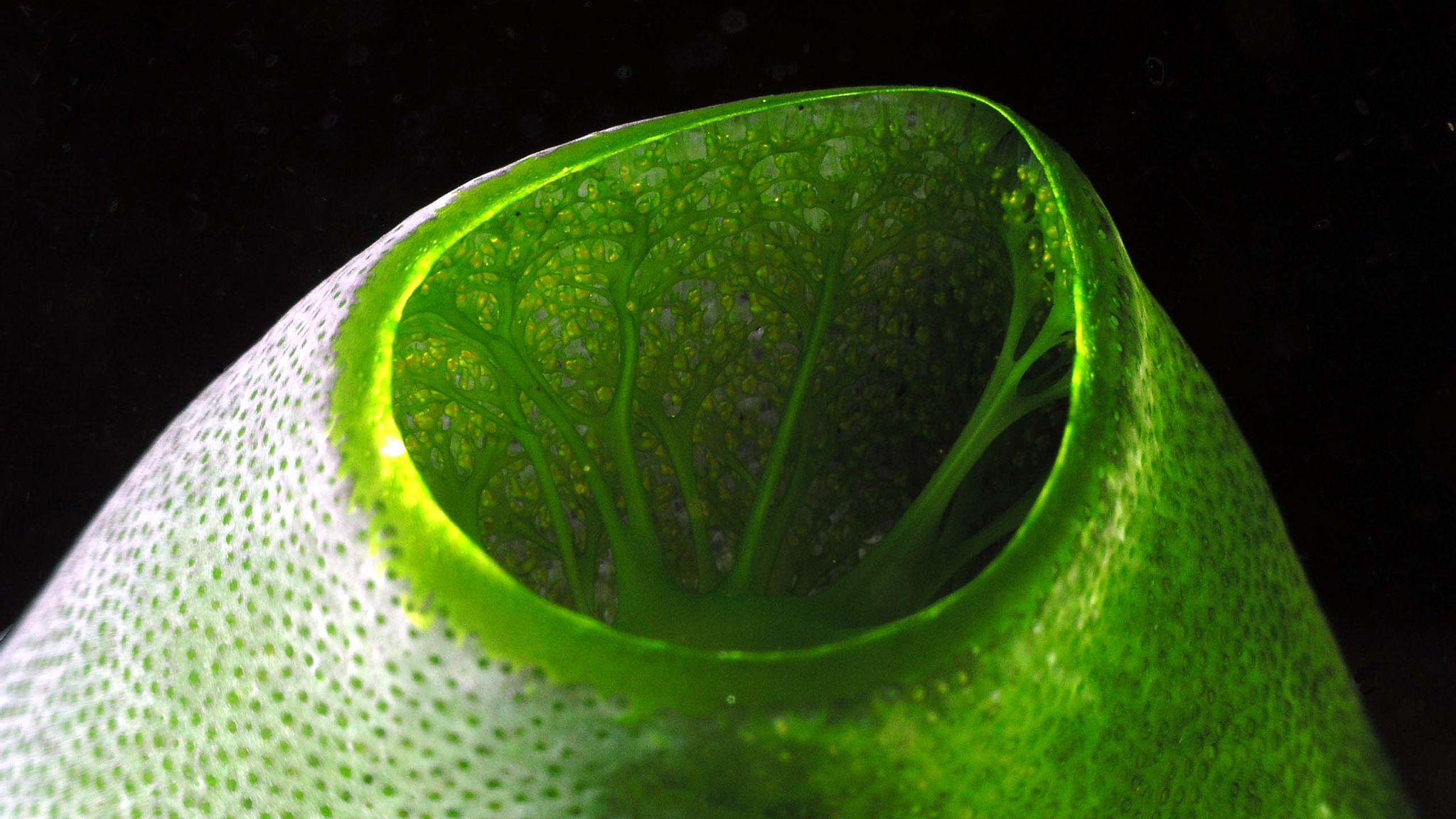 Light Pollution May Harm Our Ocean’s Water-Filtering ‘Ecosystem ...