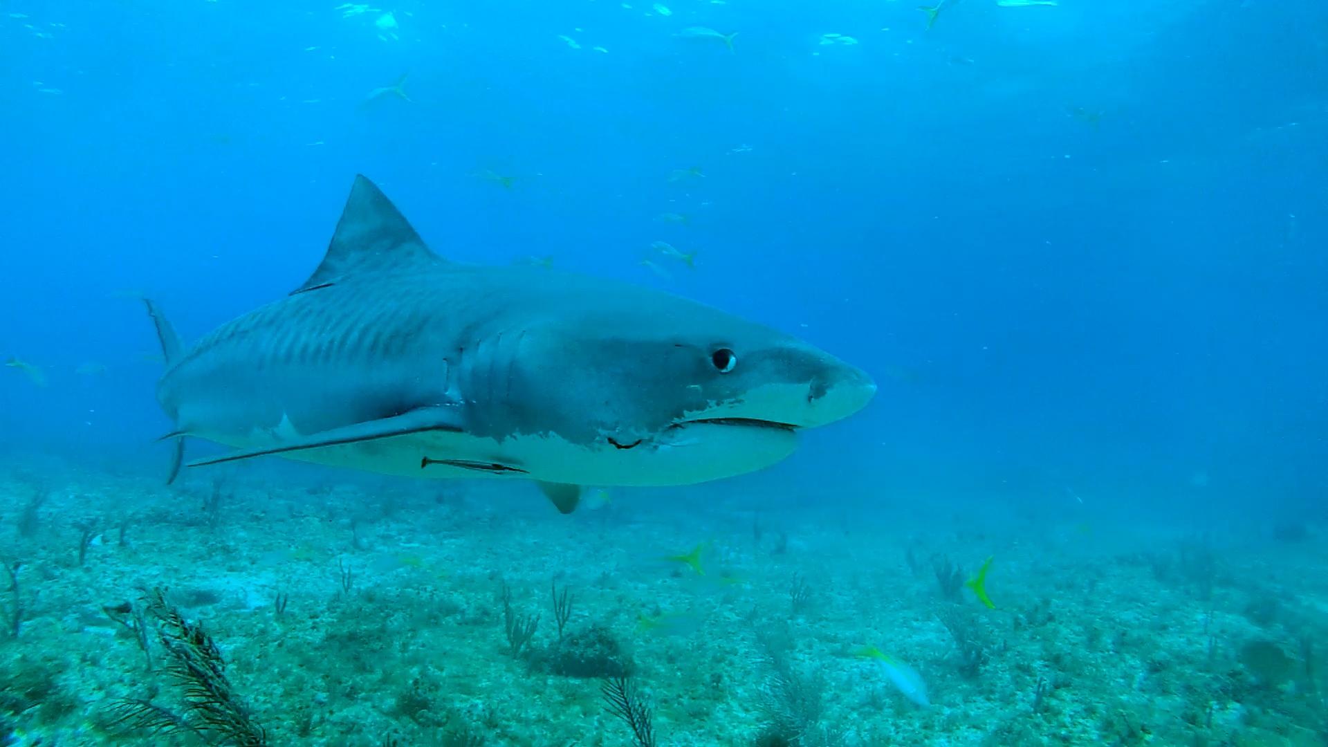 Sharks Are Showing Up Earlier—and Staying Longer | NOVA | PBS