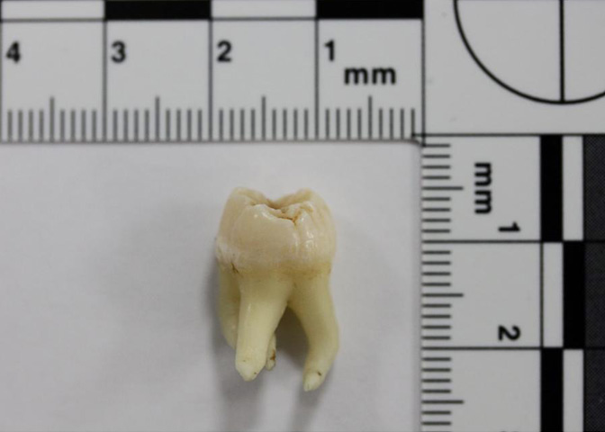 Stable Isotopes in Forensics | NOVA | PBS