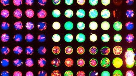 Stem Cells: 2006 Update | NOVA | PBS