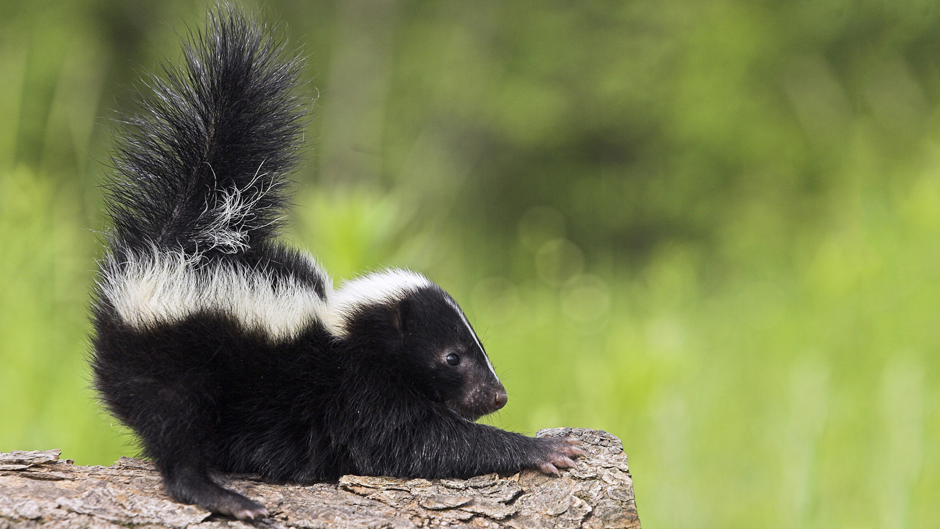 The Chemistry of Skunk Spray | NOVA | PBS