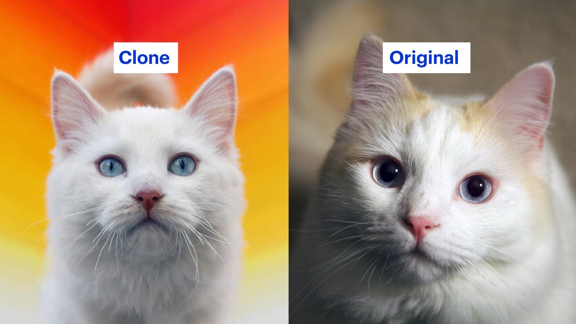 The False Promise of Cloning Your Pet | NOVA | PBS