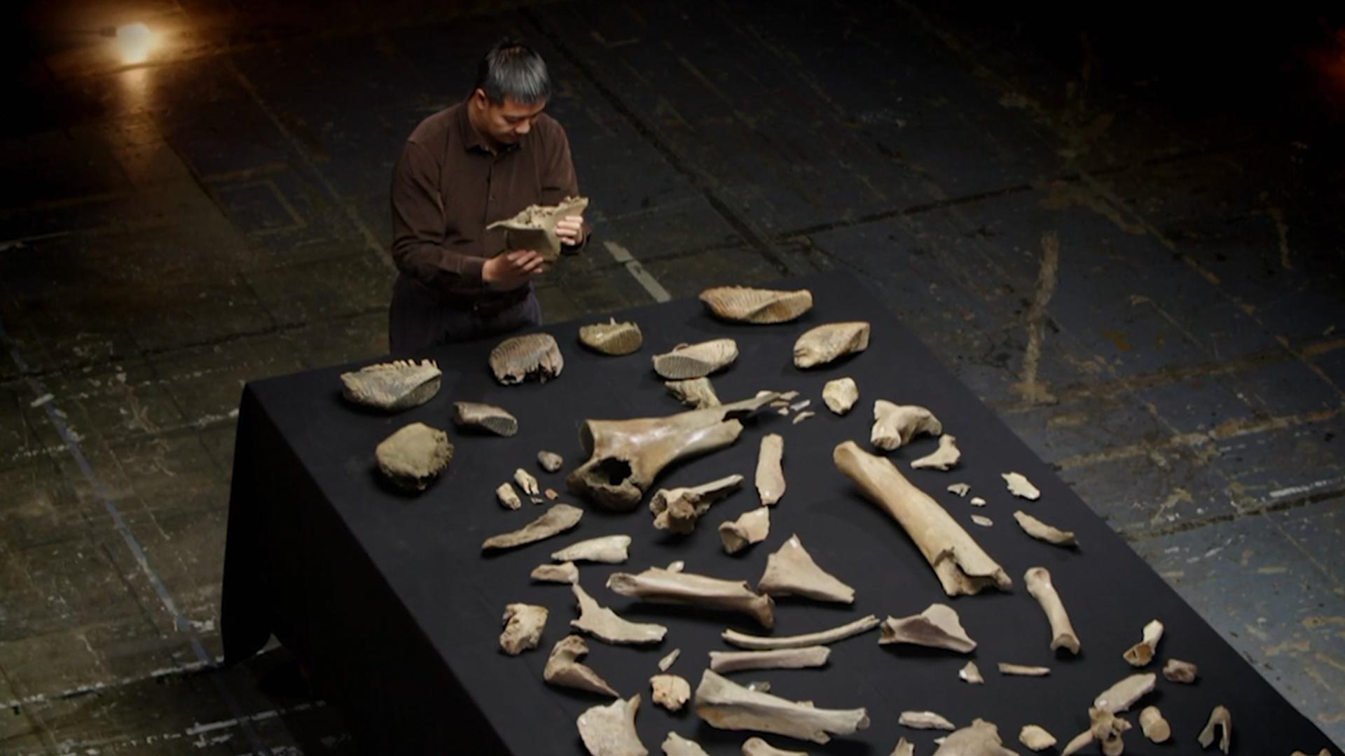 The Mammoth Species You've Never Heard Of | NOVA | PBS