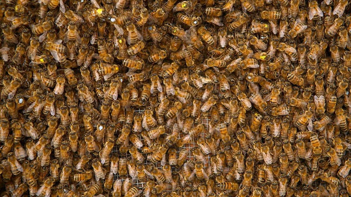 The Waggle Dance | NOVA | PBS