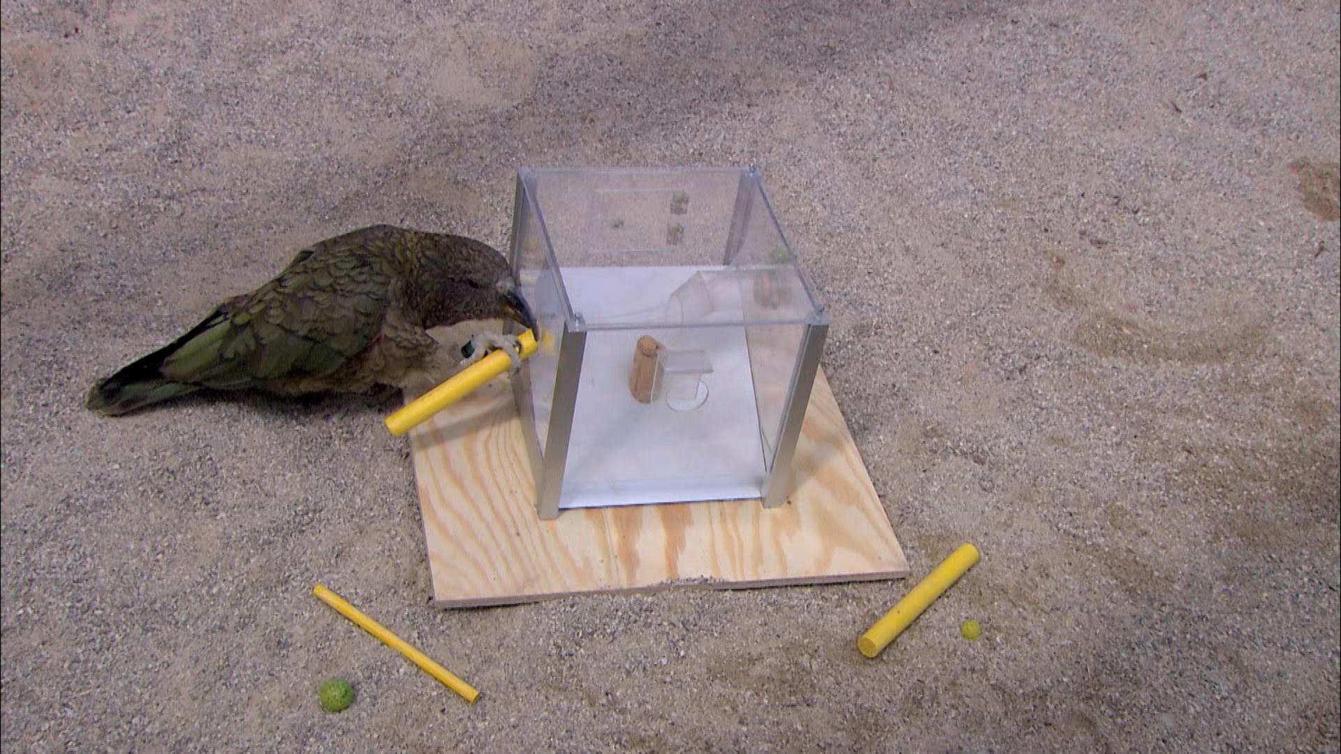 These Birds Are Smarter Than You Think | NOVA | PBS