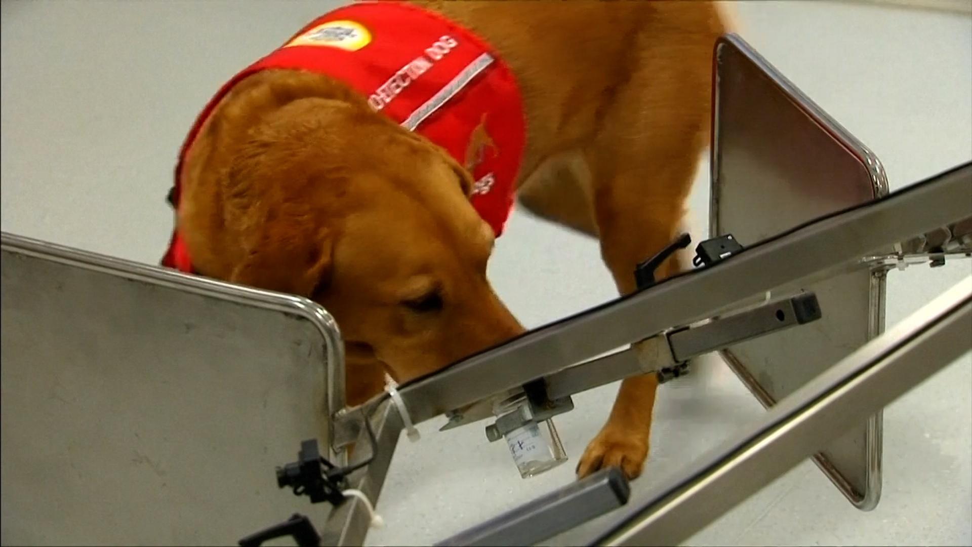 This Device Smells Diseases by Imitating a Dog's Nose | NOVA | PBS