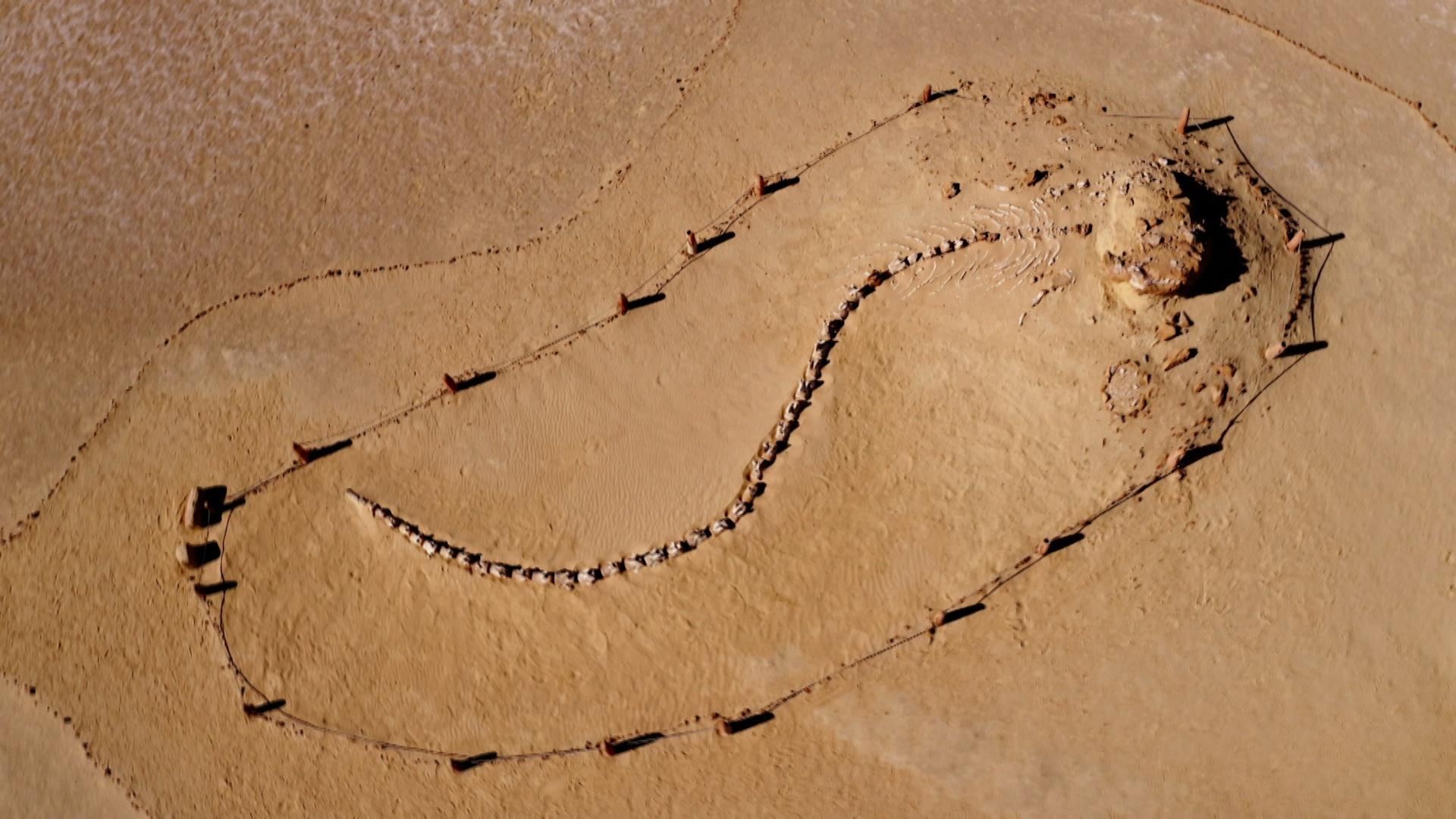 This Massive Skeleton Belongs to an Ancient Whale | NOVA | PBS