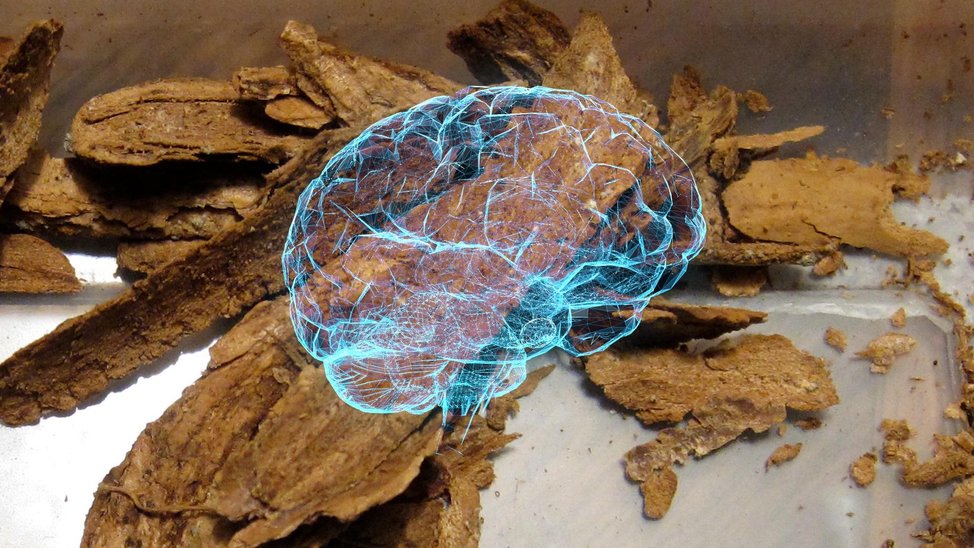 This Powerful Psychedelic May Help Treat Opioid Addiction | NOVA | PBS