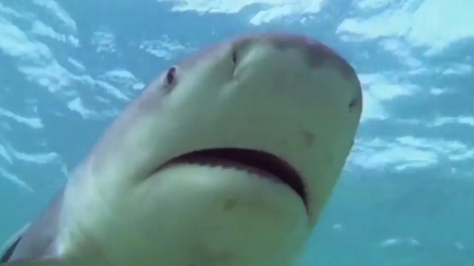 This Rare Earth Metal Repels Sharks | NOVA | PBS