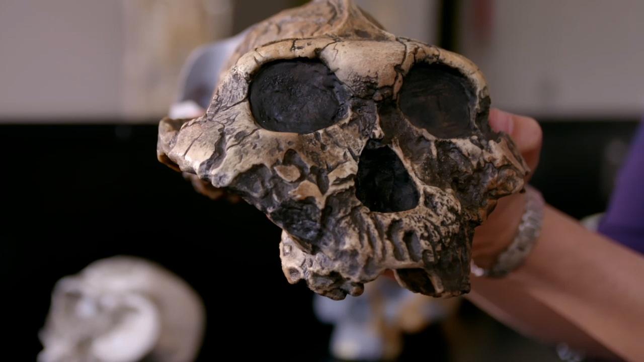Was Eating Insects Key to Human Brain Evolution? | NOVA | PBS