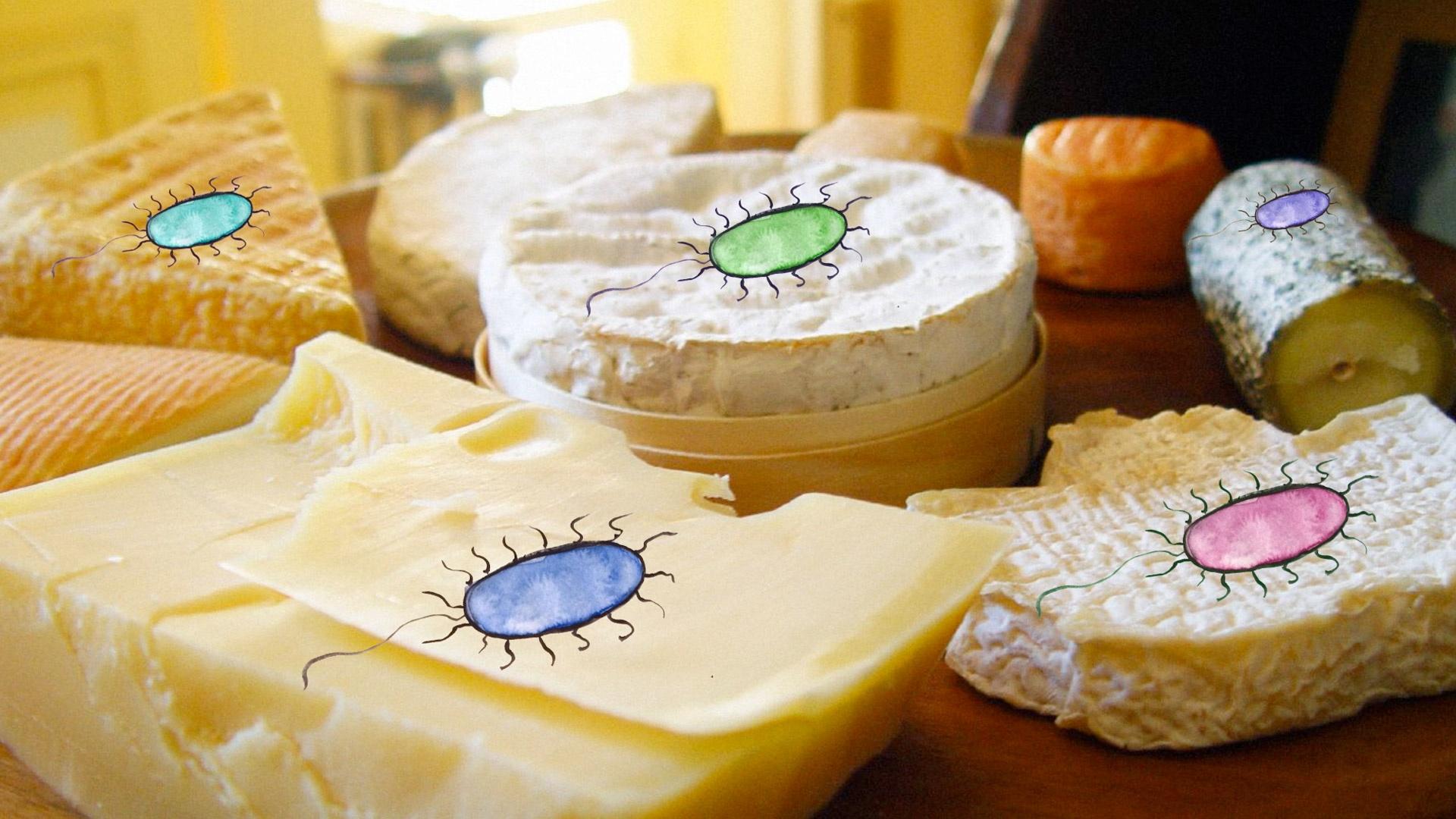 What Lives In Cheese? | NOVA | PBS