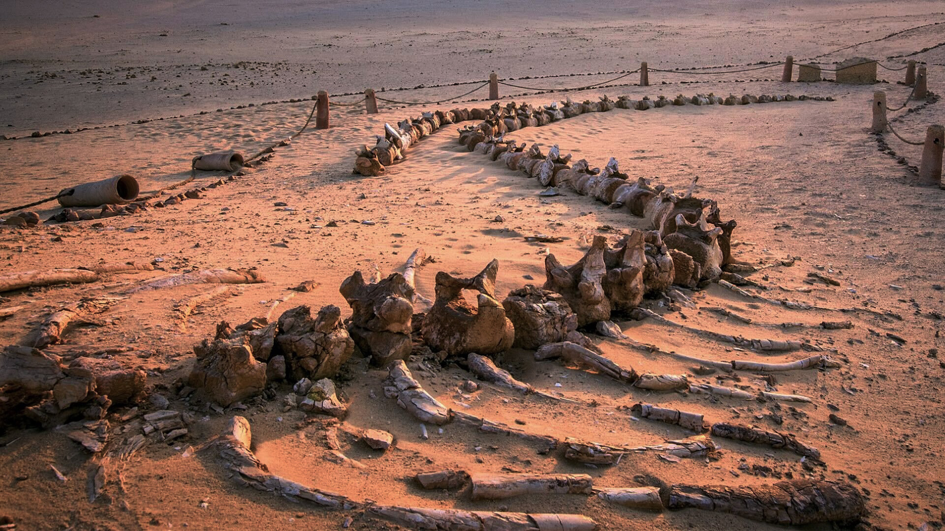 When Whales Could Walk | NOVA | PBS