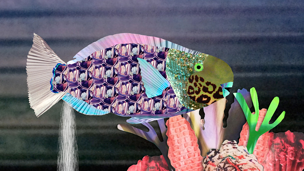 White Sand Beaches Are Made of Fish Poop | NOVA | PBS