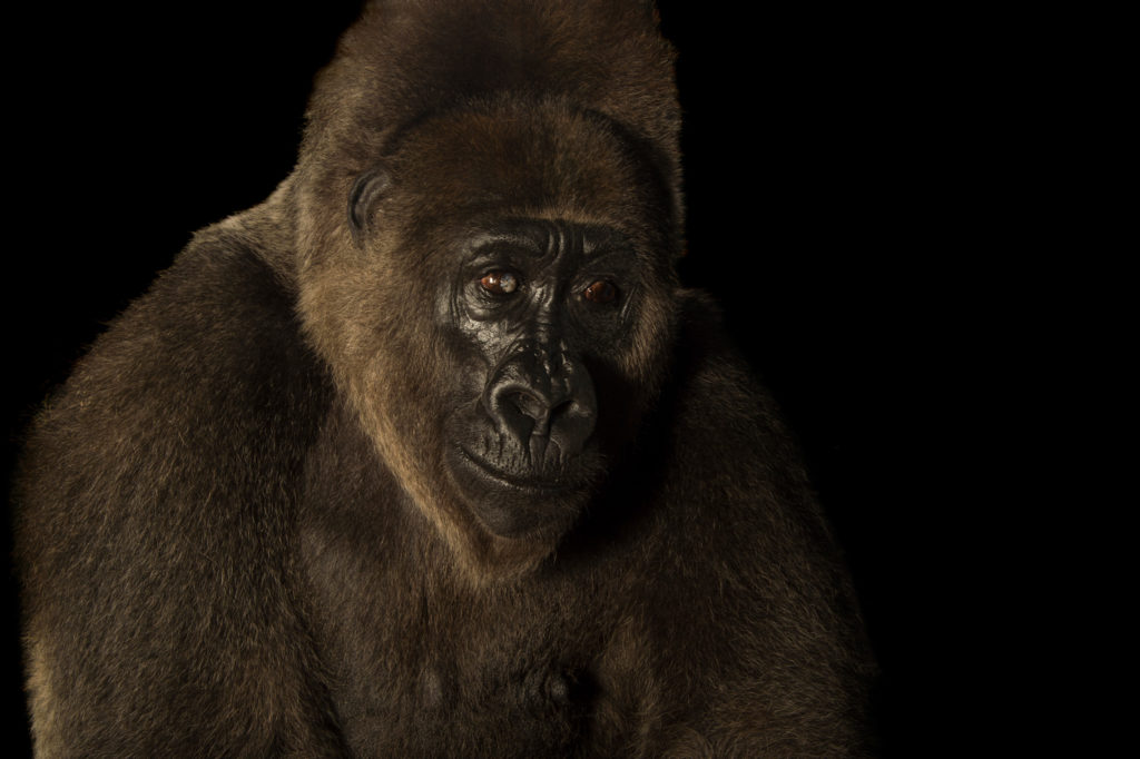 Animals | RARE: Creatures of the Photo Ark | Official Site | PBS