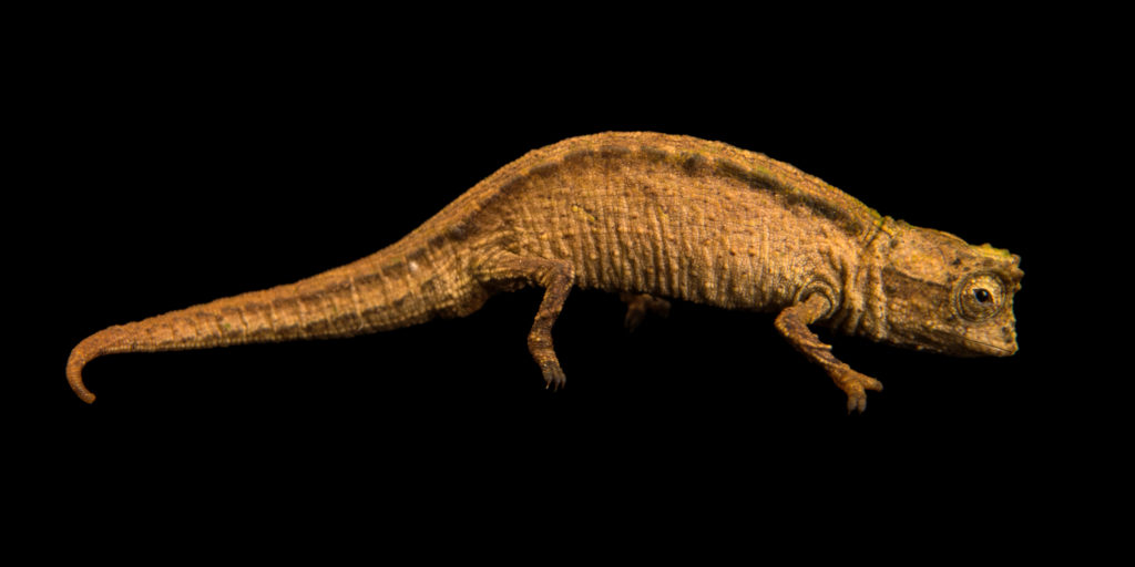 Animals | RARE: Creatures of the Photo Ark | Official Site | PBS