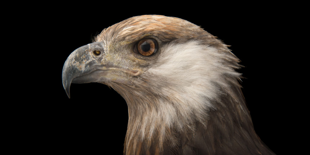 Animals | RARE: Creatures of the Photo Ark | Official Site | PBS