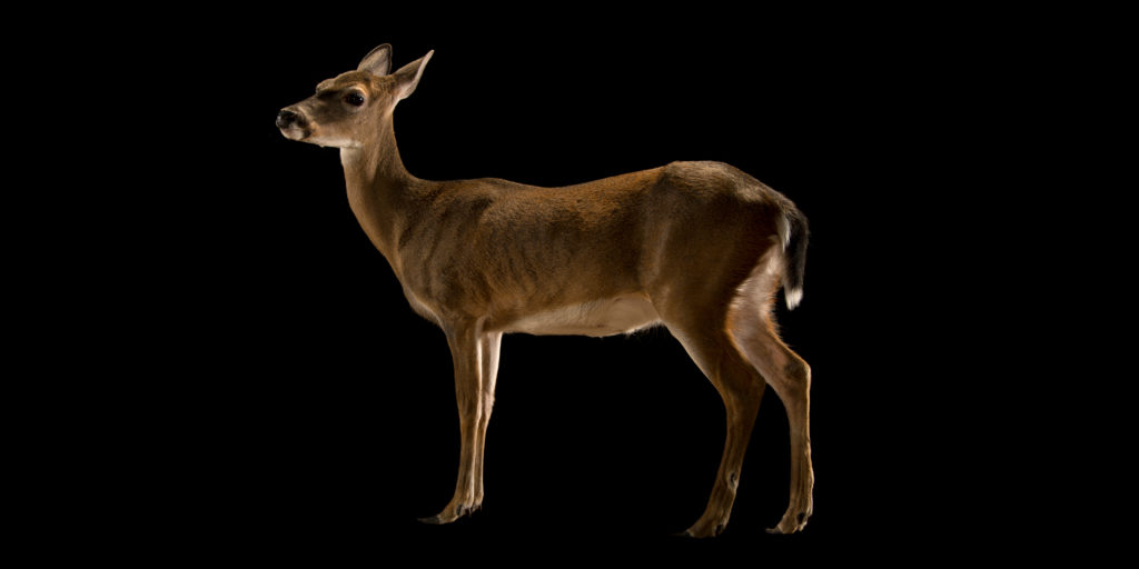 Animals | RARE: Creatures of the Photo Ark | Official Site | PBS