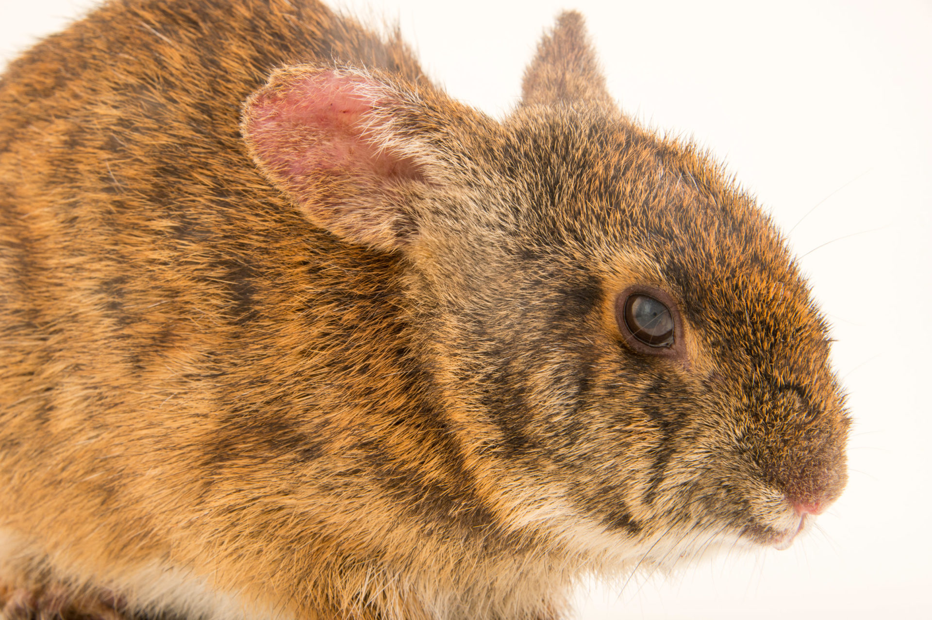 Animals | RARE: Creatures of the Photo Ark | Official Site | PBS