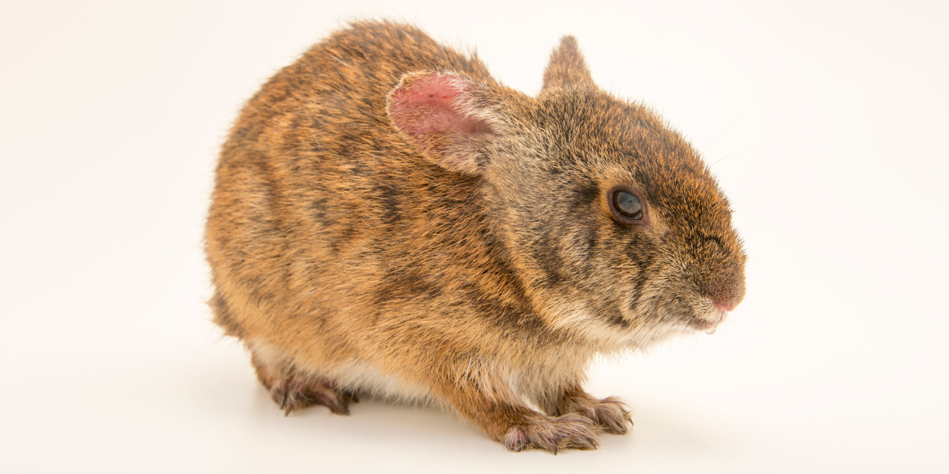 Animals | RARE: Creatures of the Photo Ark | Official Site | PBS