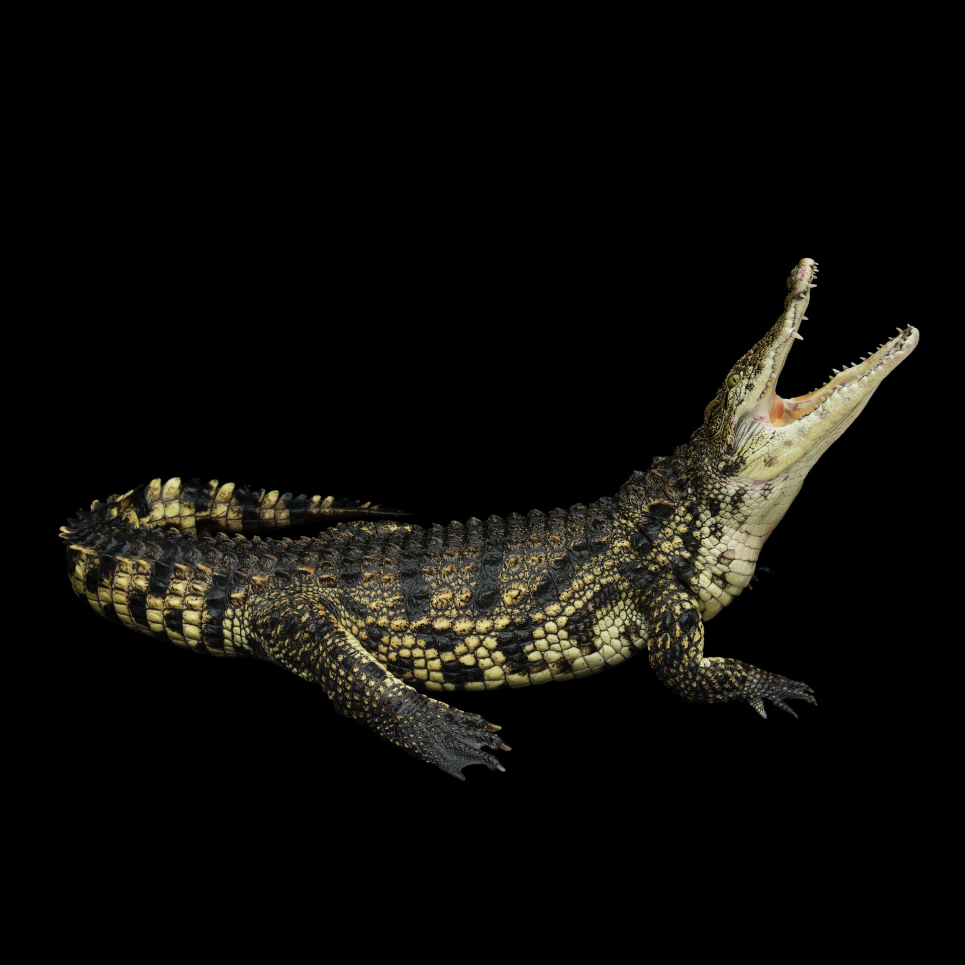 Animals | RARE: Creatures of the Photo Ark | Official Site | PBS