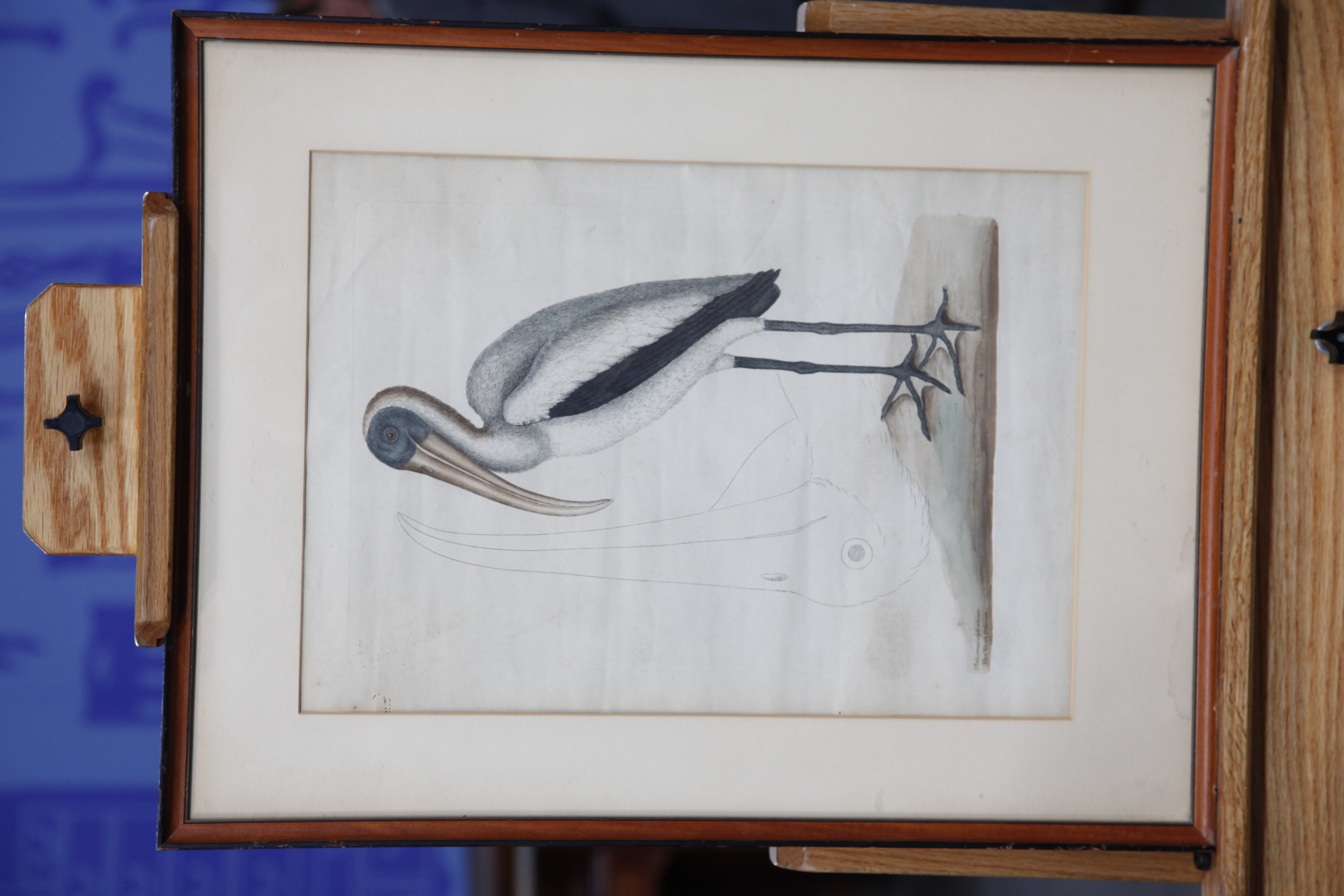 Mark Catesby "Wood Stork" Print, ca. 1735 | Antiques Roadshow | PBS