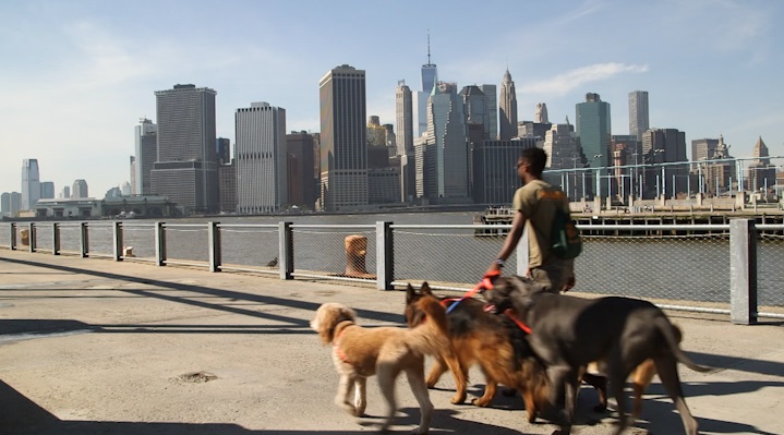 My Everyday Hustle: The Dog Walker | Video | Chasing the Dream | PBS