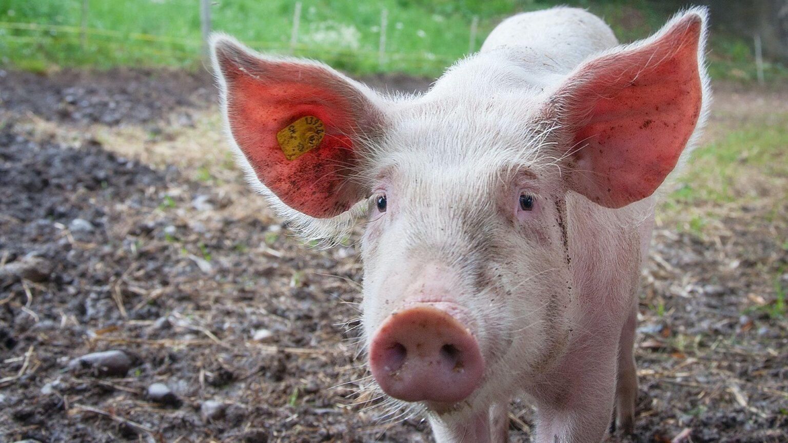 The Joy of Pigs | Pig Facts | Nature | PBS