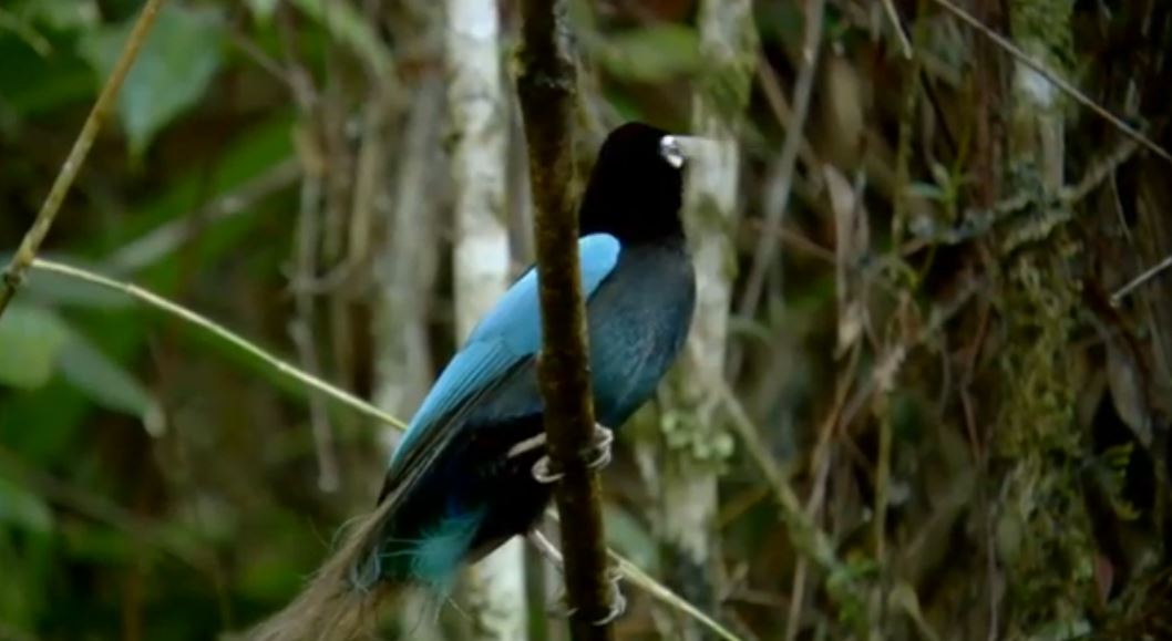 Bower Bird Blues | The Mating Game | Nature | PBS