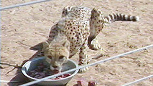 Cheetahs in a Hot Spot | Finding a Home | Nature | PBS