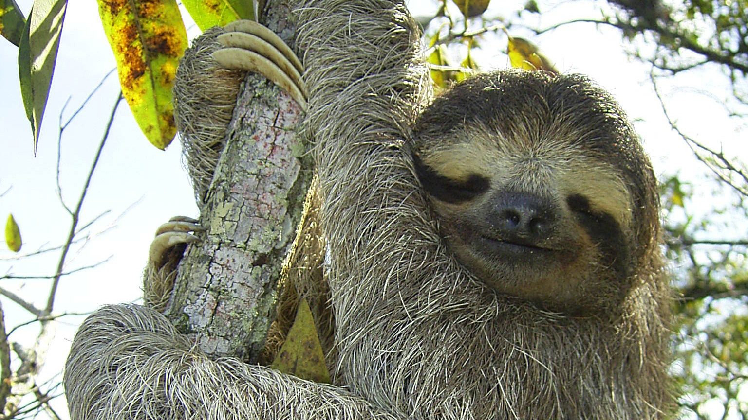 Gremlins: Faces in the Forest | Jungle Neighbors | Nature | PBS