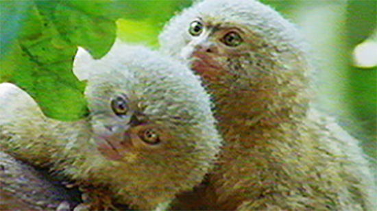 Gremlins: Faces in the Forest | Life in the Forest | Nature | PBS