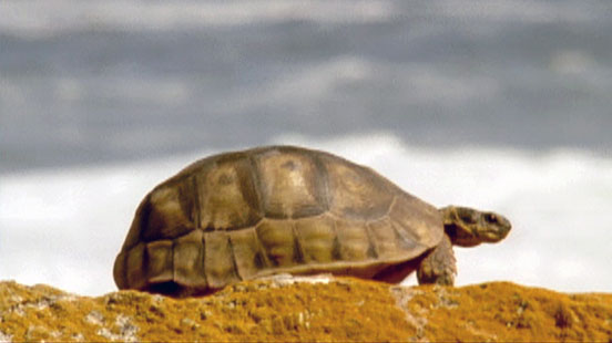 The Reptiles: Turtles and Tortoises | Turtle Tales | Nature | PBS