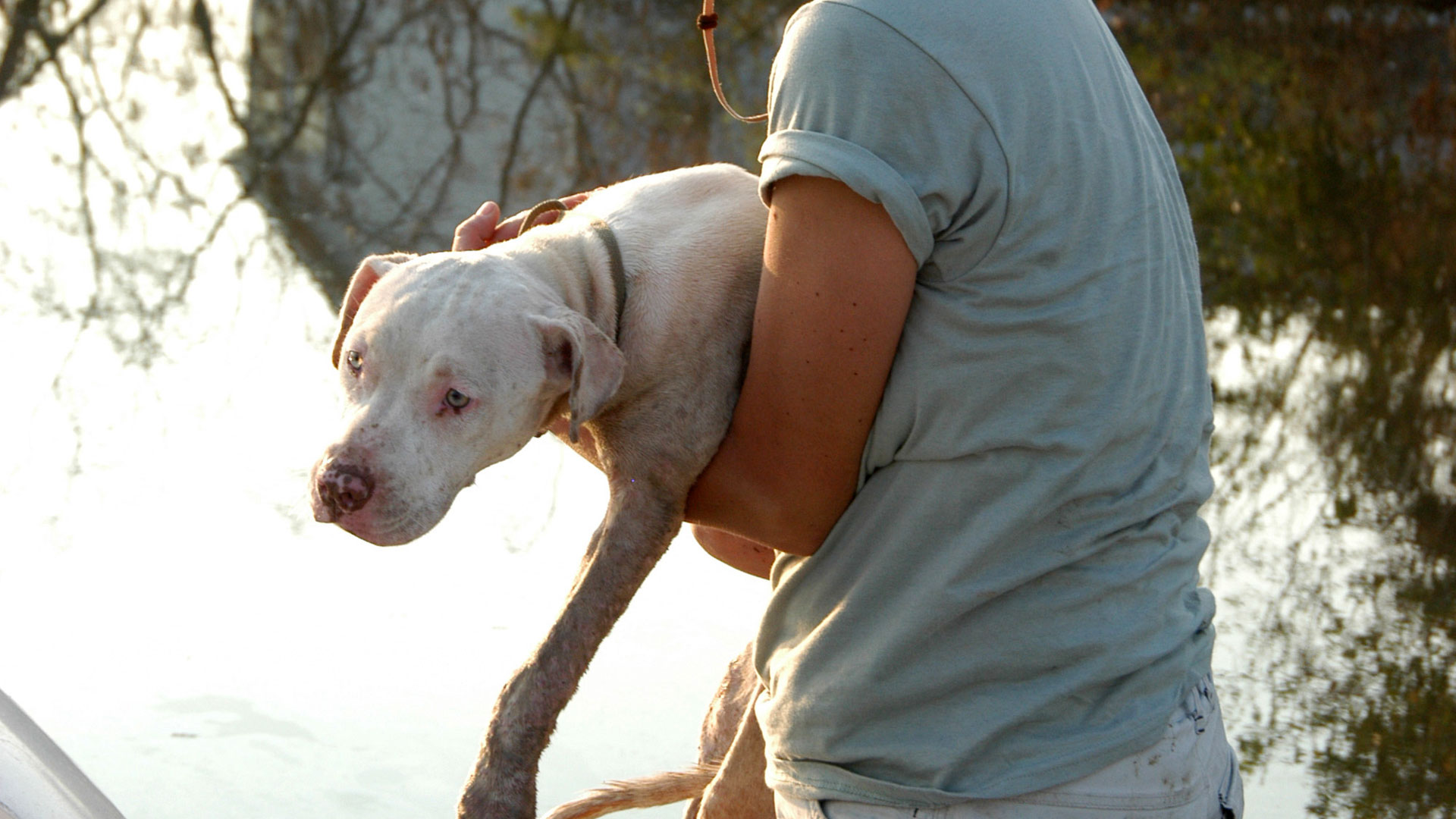 Katrina's Animal Rescue | Meet the Rescuers | Nature | PBS