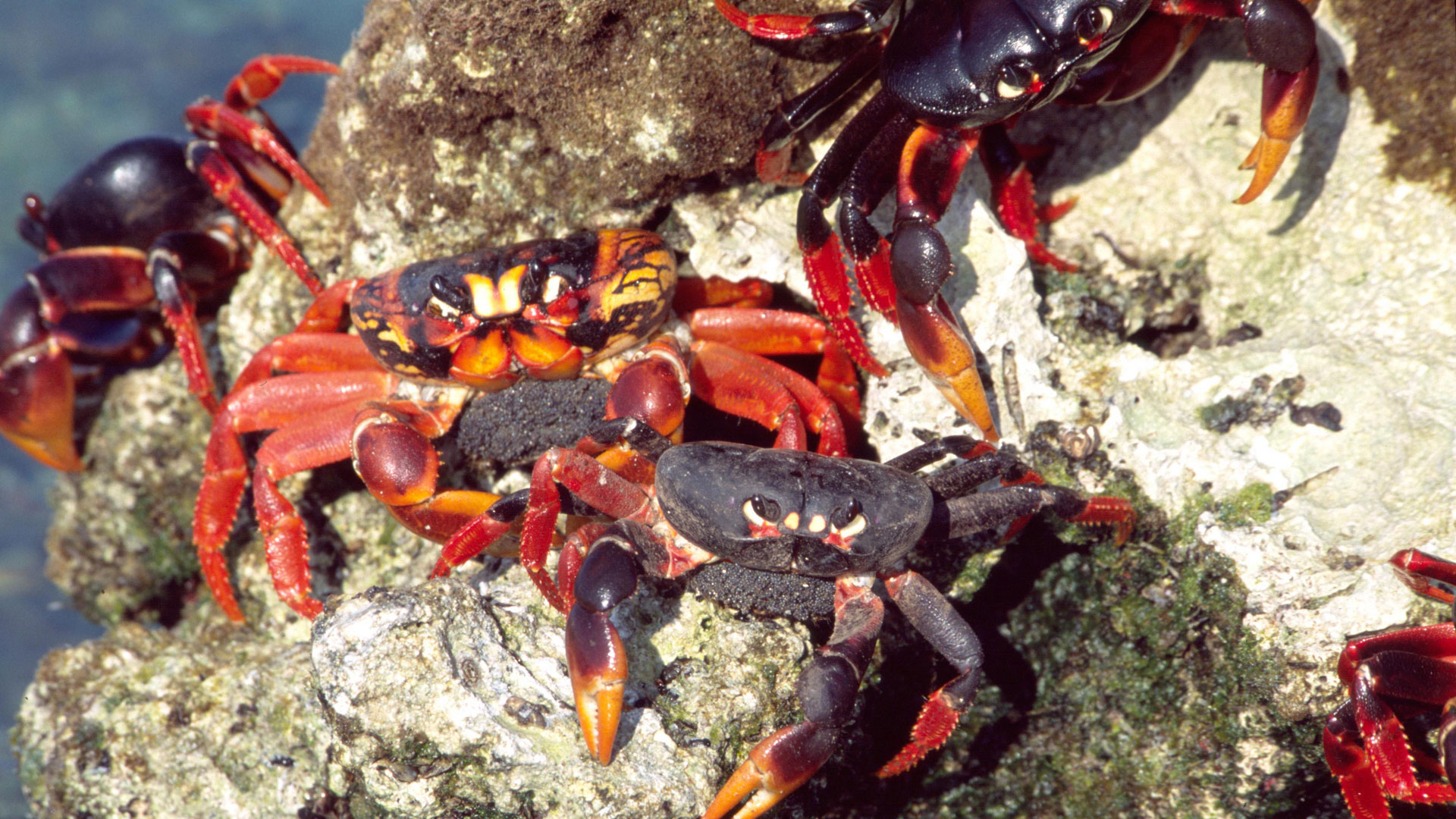 Cuba: Wild Island of the Caribbean | About | Nature | PBS