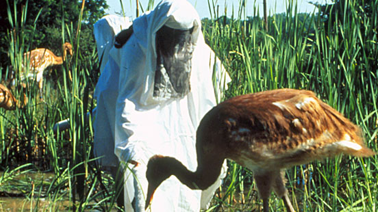 Flight School | The Man Who Walked with Geese | Nature | PBS