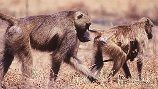 Murder in the Troop | Inside Chacma Baboon Society | Nature | PBS