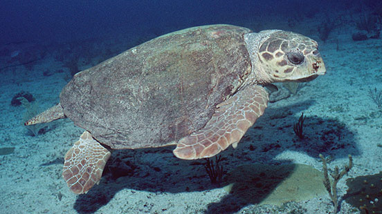 Voyage of the Lonely Turtle | Magnetic Mapping | Nature | PBS