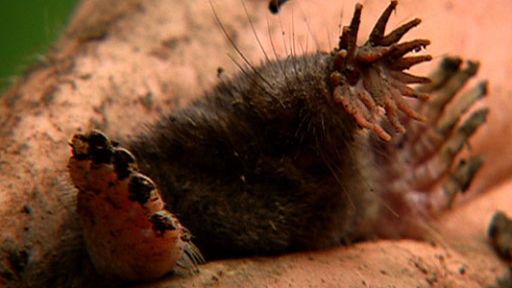 Moles | Nature | PBS