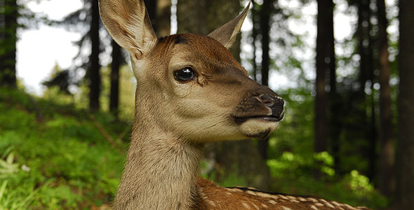 Prince of the Alps | About | Nature | PBS